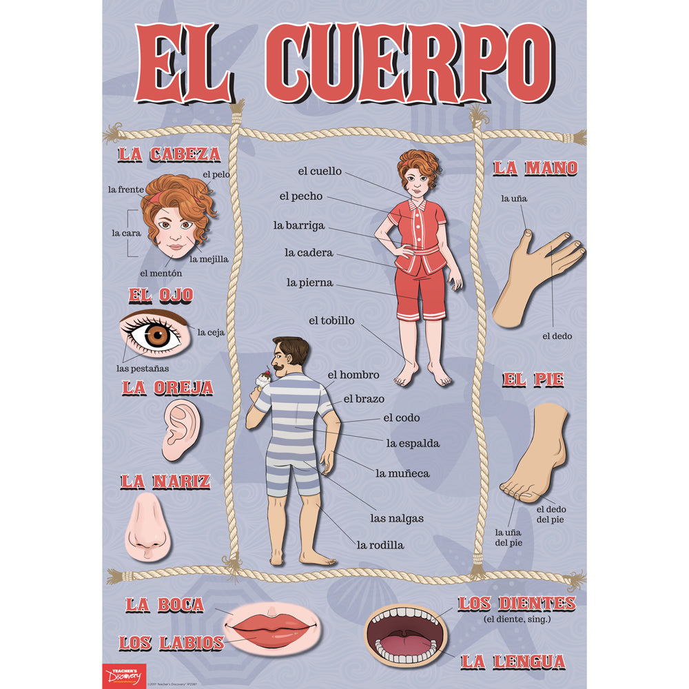 Body Parts - Spanish - Poster – Teacher's Discovery